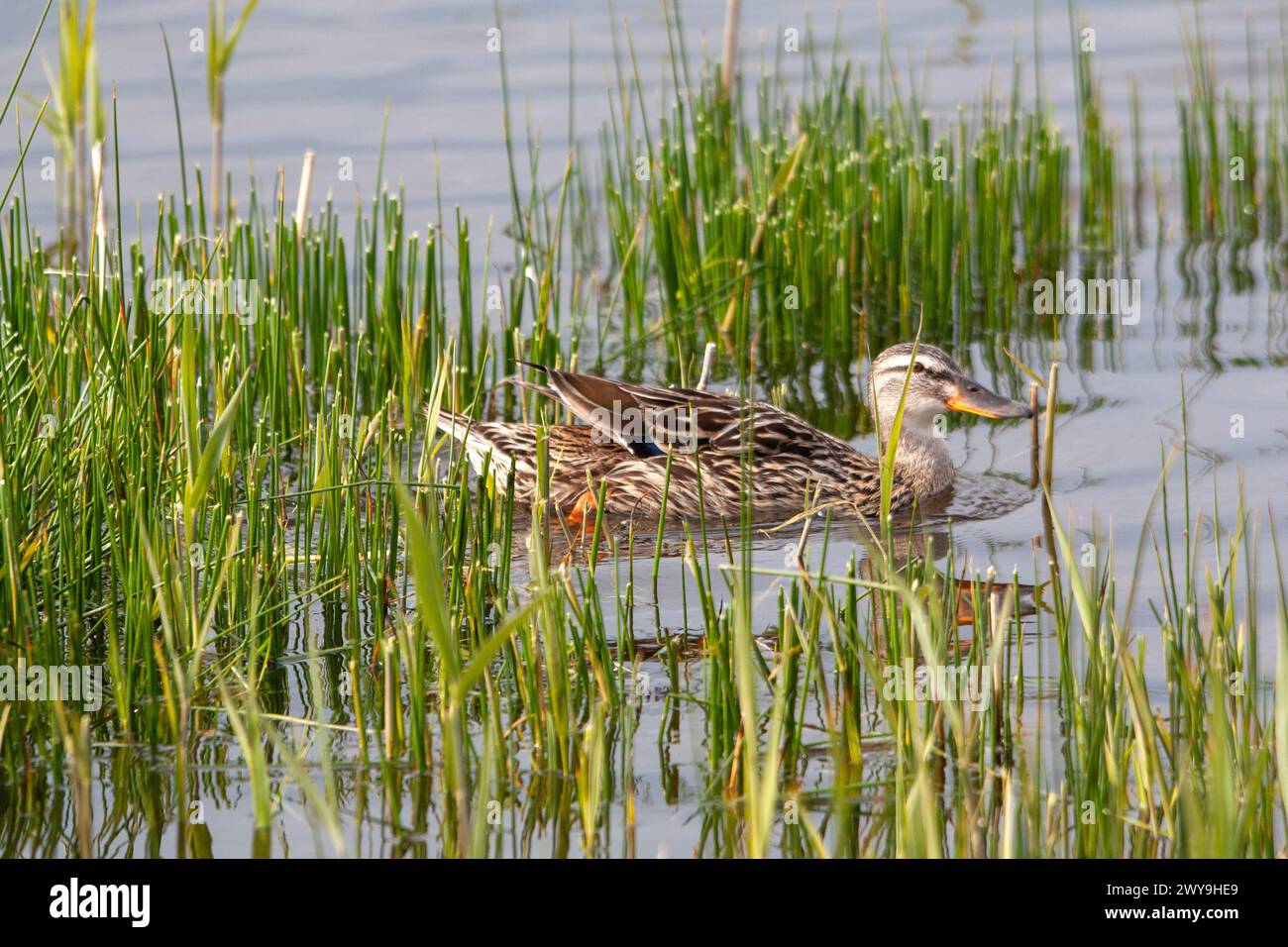 Profile pond hi-res stock photography and images - Alamy