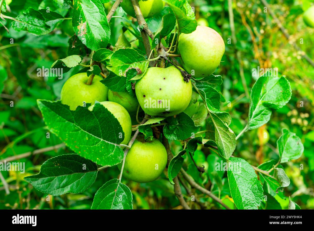 A branch of an apple tree with several green apples close-up Stock ...