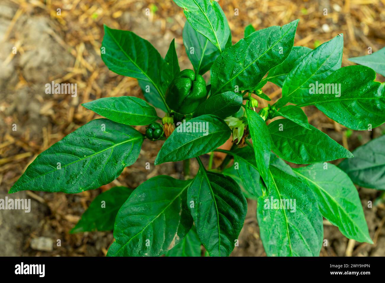 Pepper bush with small peppers close-up. Top view of a young pepper ...