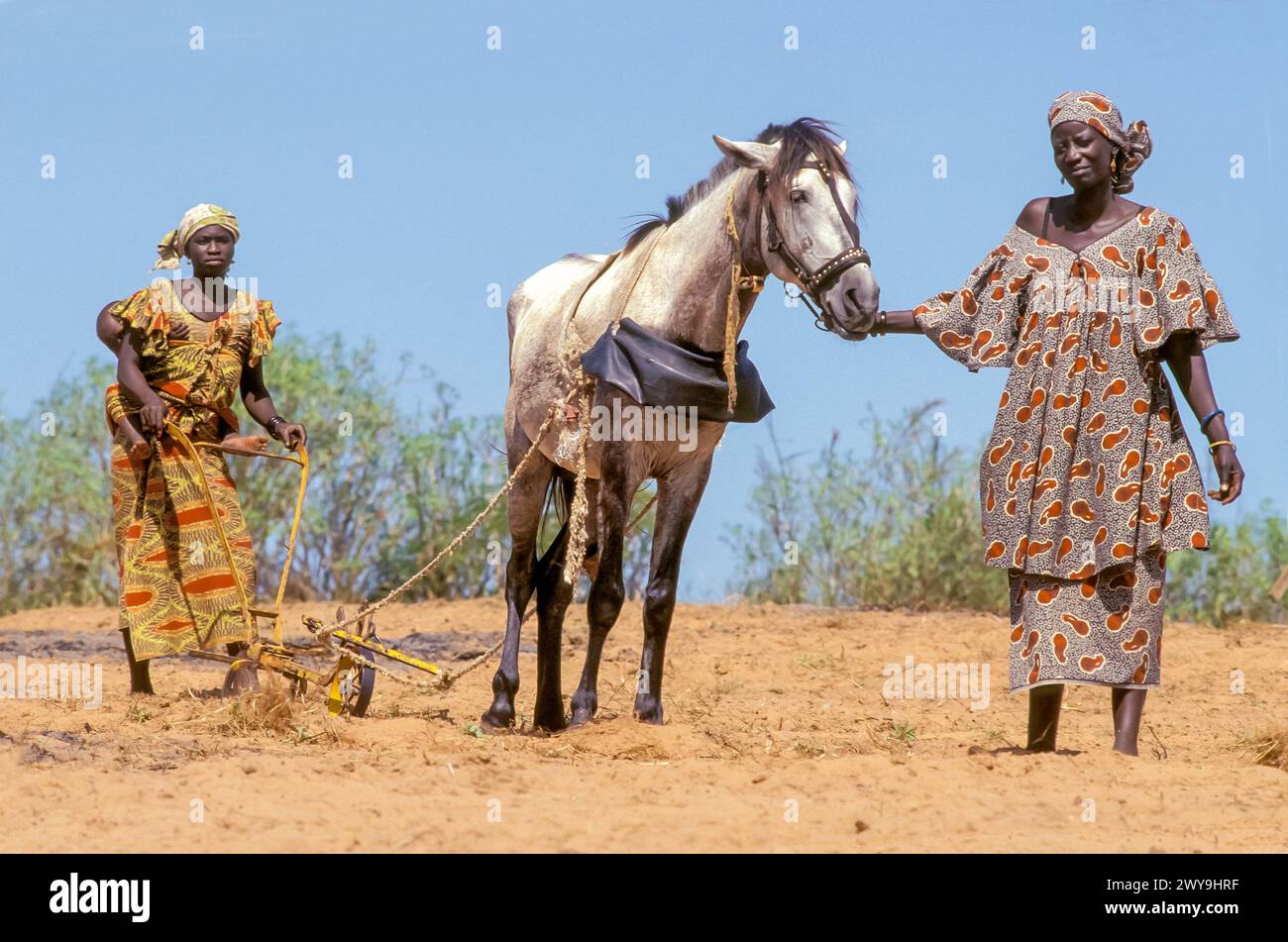 Senegal, Djogo, traditional ploughing of the barren land by female ...