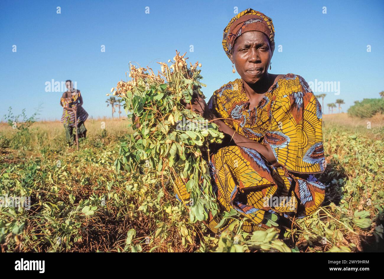 Senegal peanuts hi-res stock photography and images - Alamy