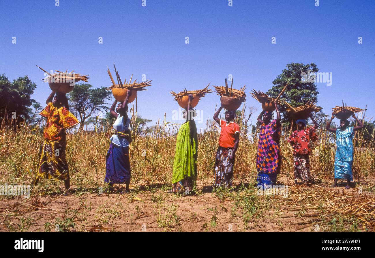 Africa millet harvest hi-res stock photography and images - Alamy