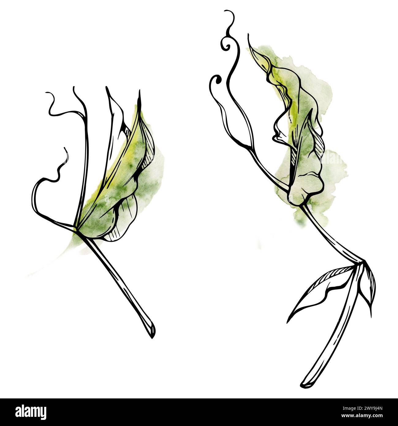 Hand drawn watercolor ink illustration botanical flowers leaves. Sweet ...