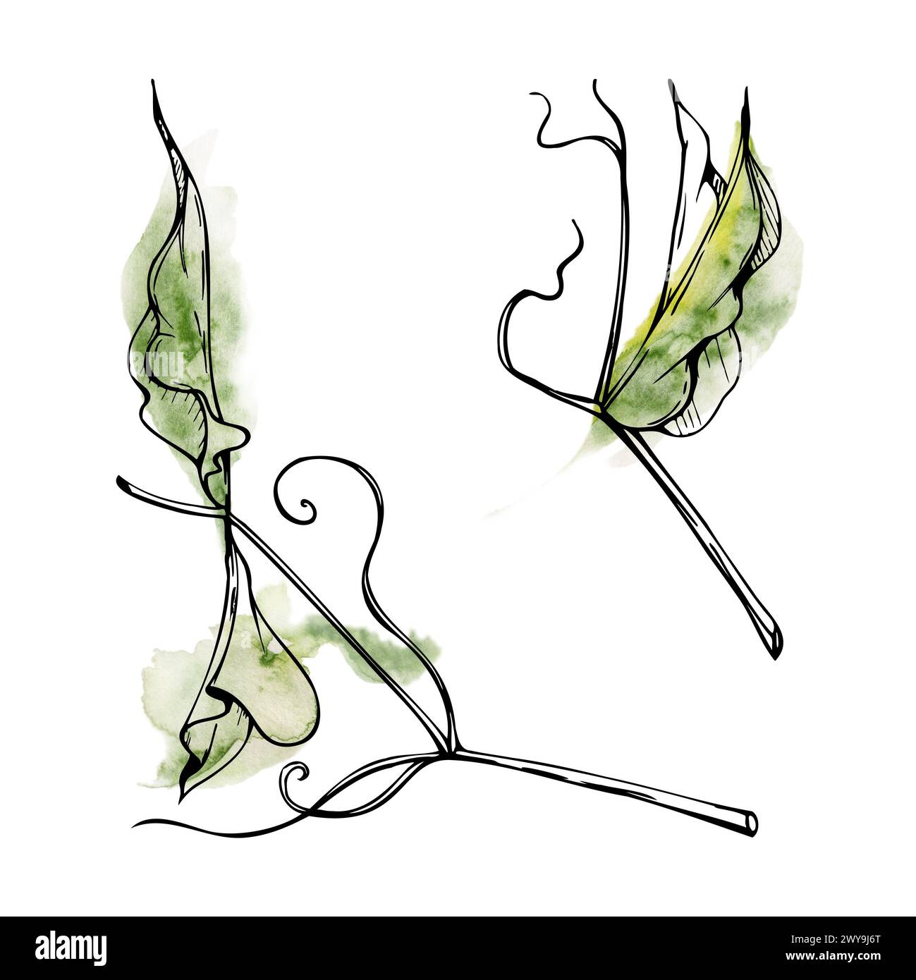 Hand drawn watercolor ink illustration botanical flowers leaves. Sweet ...