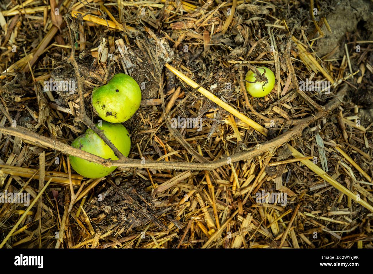 Sick tomato bush. Death of tomatoes. Unripe tomatoes top view Stock ...