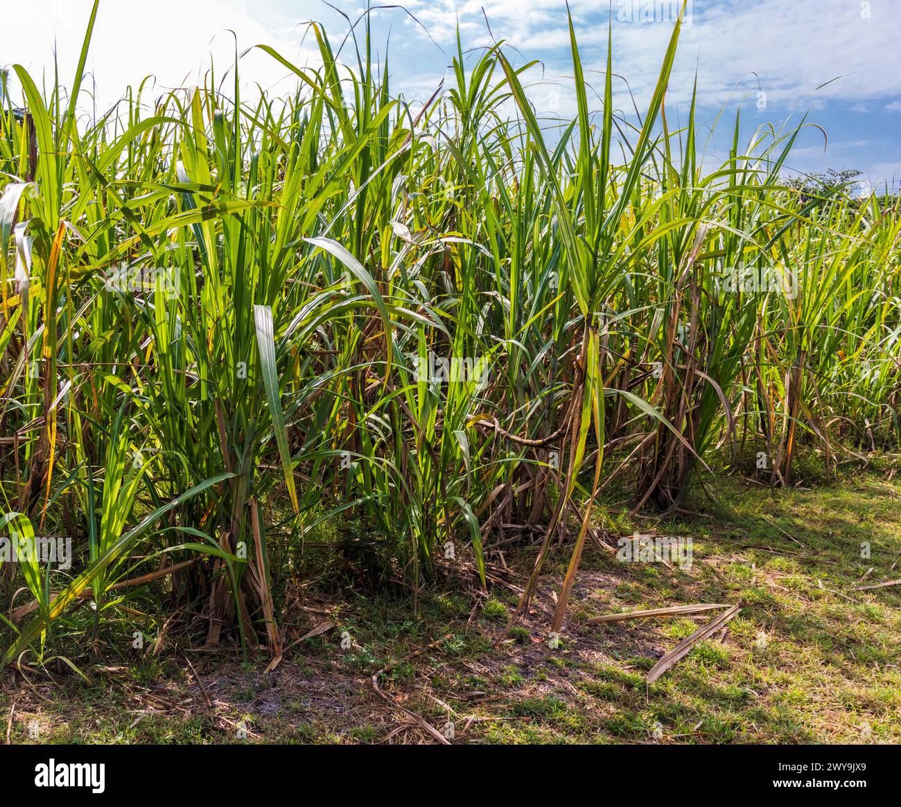 Sugarcane field production hi-res stock photography and images - Alamy