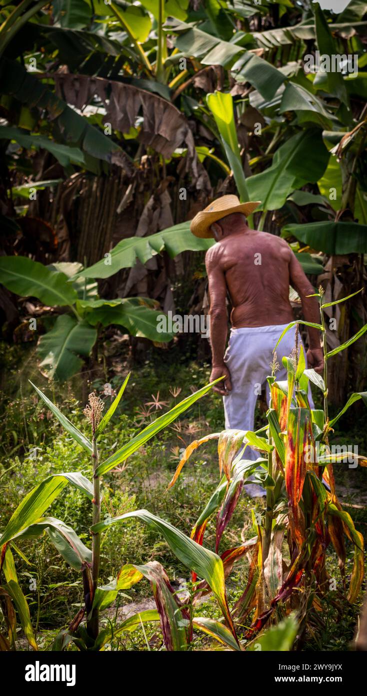 Cuba farmer sugarcane hi-res stock photography and images - Alamy