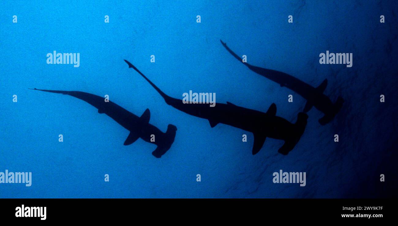 Scalloped Hammerhead Silouette, Spyrna lewini, Darwin and Wolf Islands ...