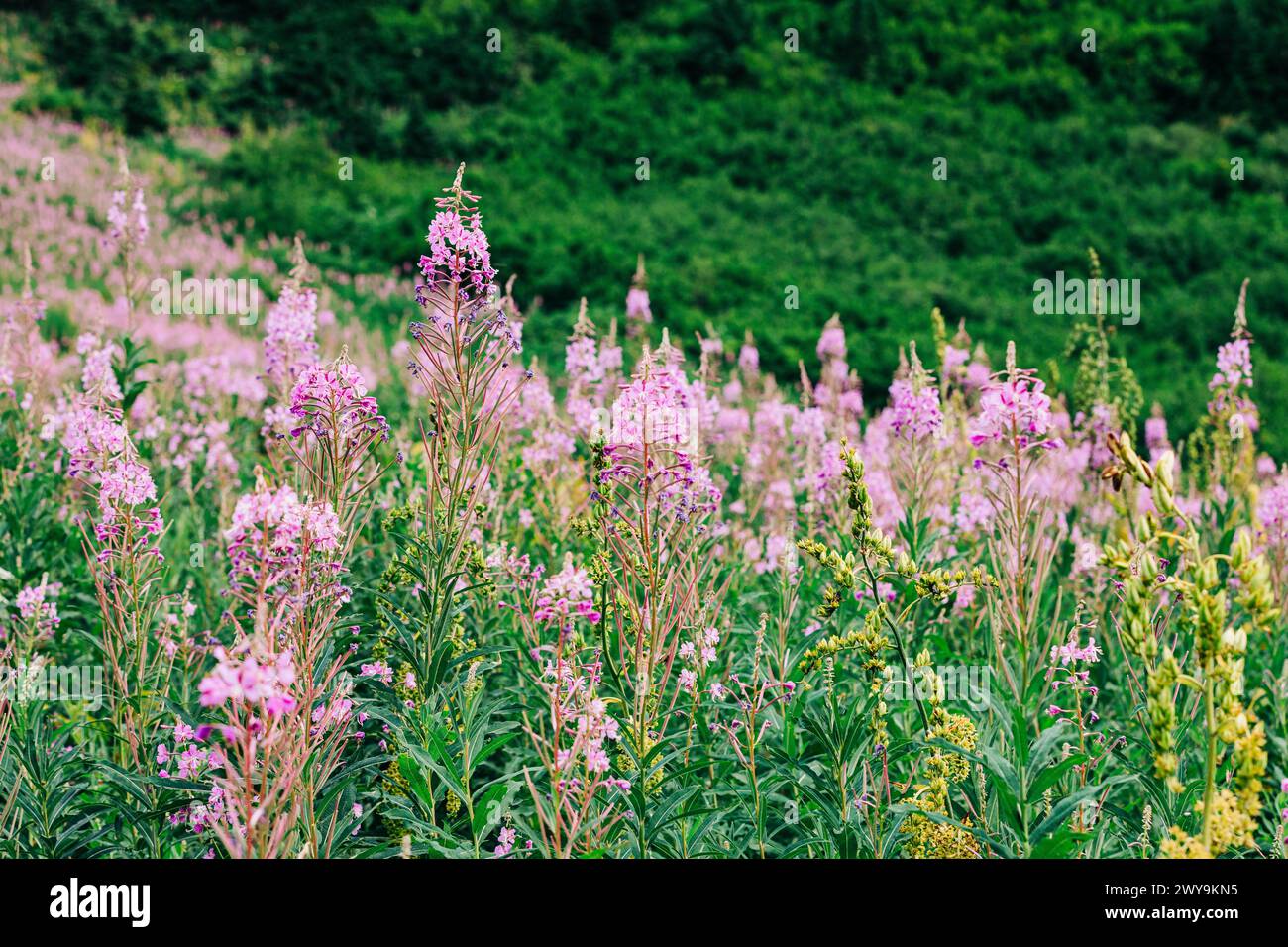 Pink fireweed wildflowers in Glacier National Park, Montana Stock Photo ...