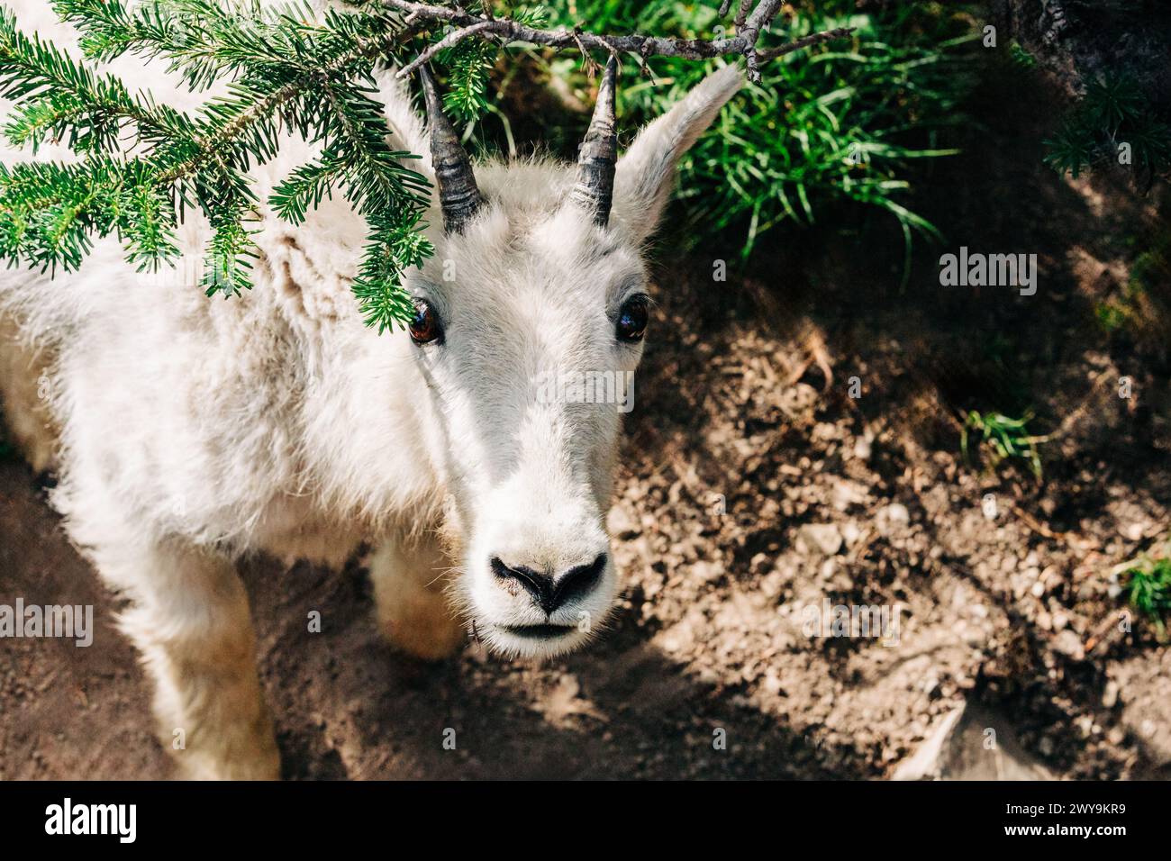 Glacier National Park mountain goat looking up at camera Stock Photo ...