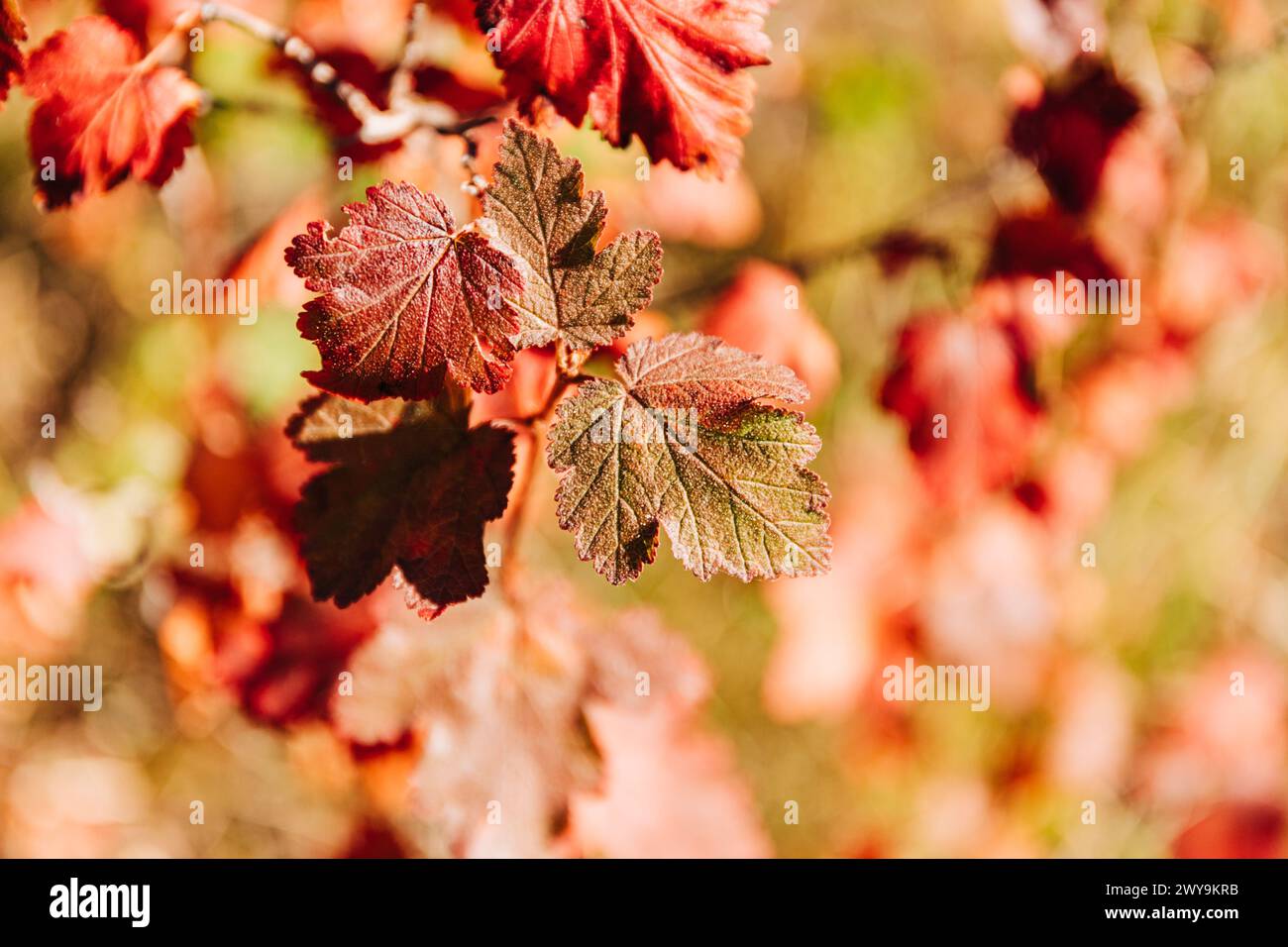 Cluster of red leaves hi-res stock photography and images - Alamy