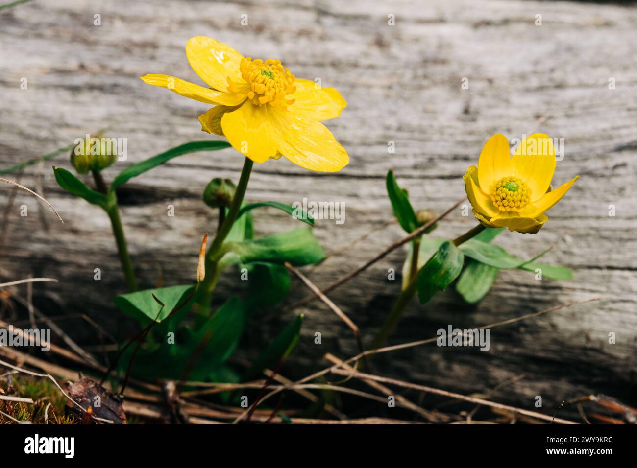 Yellow buttercups near forest log Stock Photo - Alamy