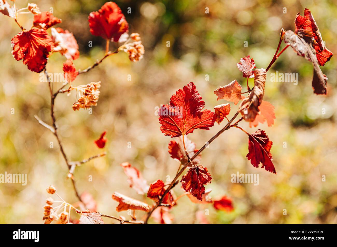 Backlit fall foliage with red leaves hanging off branches Stock Photo ...