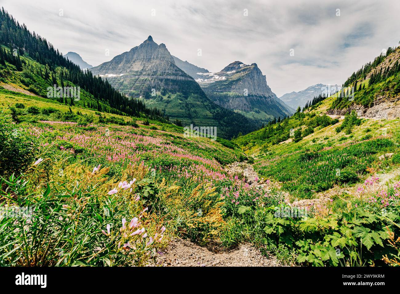 Glacier National Park with pink wildflowers in foreground Stock Photo - Alamy