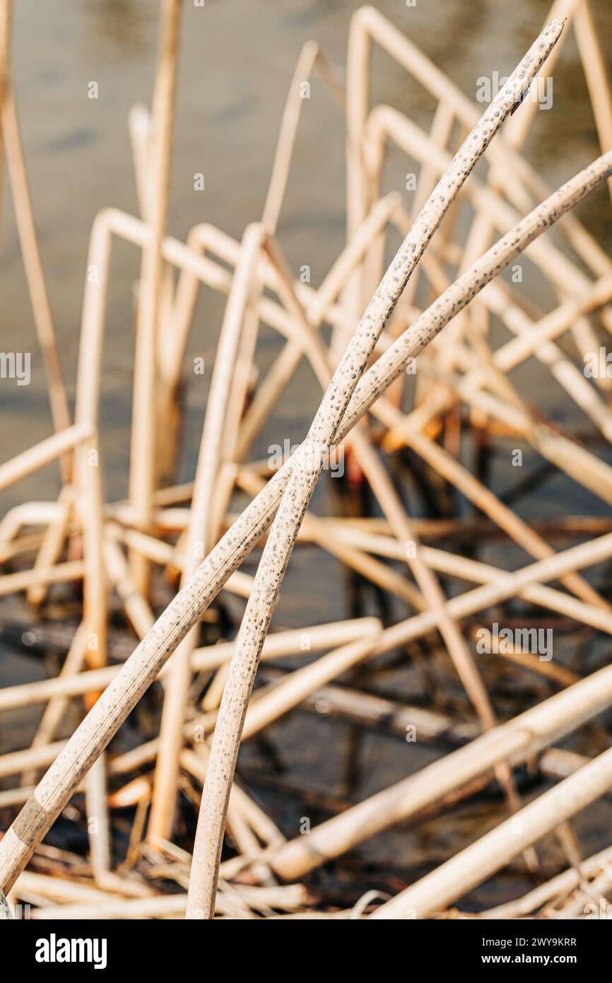 Stalks sticking out of water hi-res stock photography and images - Alamy