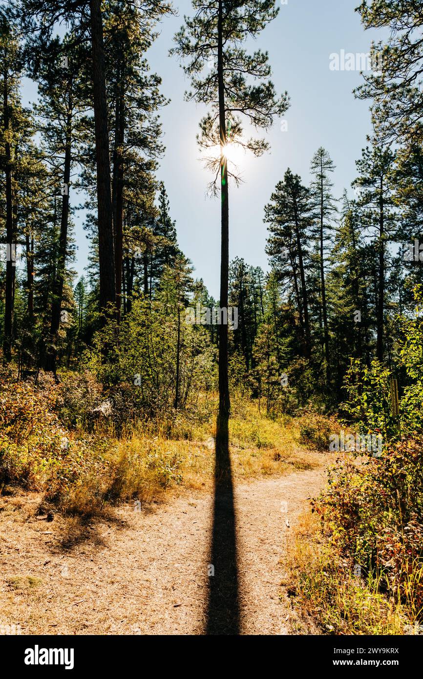 Tall ponderosa pine trees with starburst effect Stock Photo - Alamy