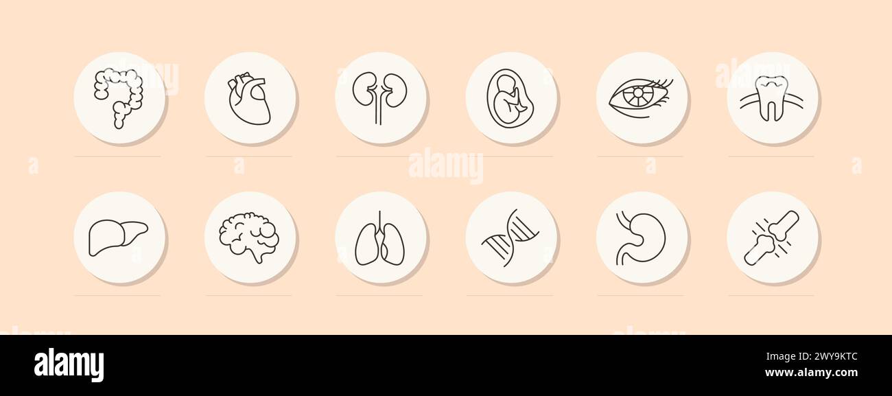 Organs set icon. Intestinal tract, stomach, liver, brain, lungs, embryo ...