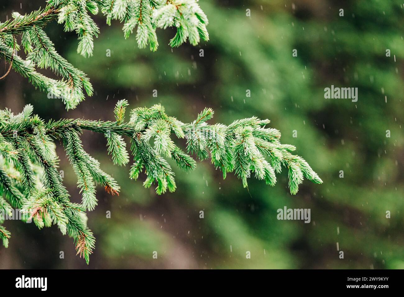 Lush evergreen trees hi-res stock photography and images - Alamy