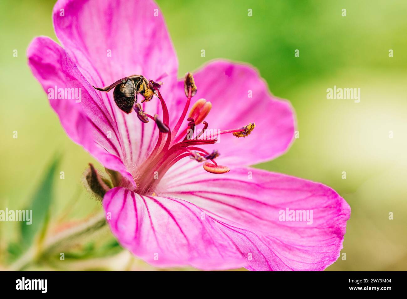Wildflower with insect hi-res stock photography and images - Alamy