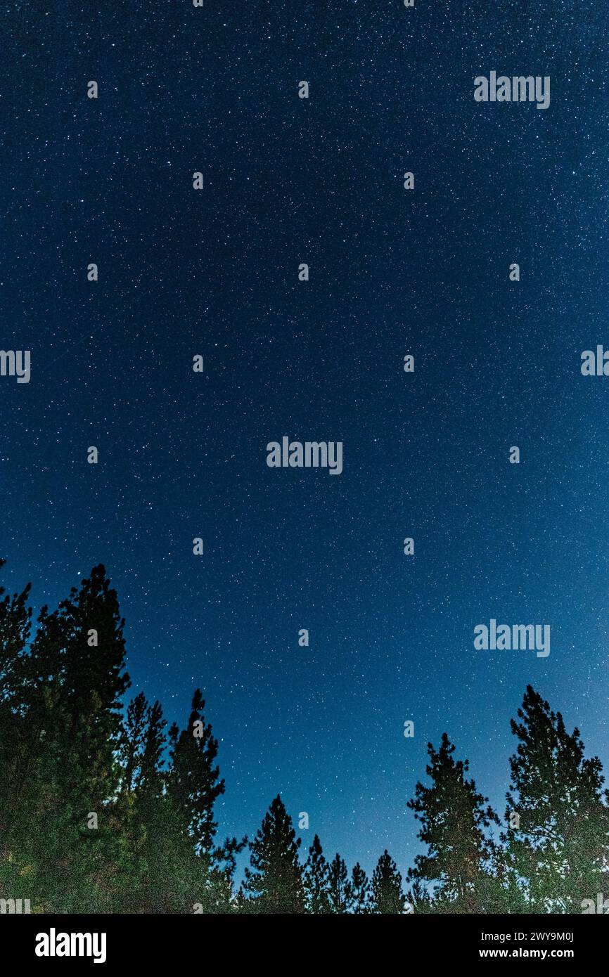 Night sky with stars over forest trees below Stock Photo - Alamy