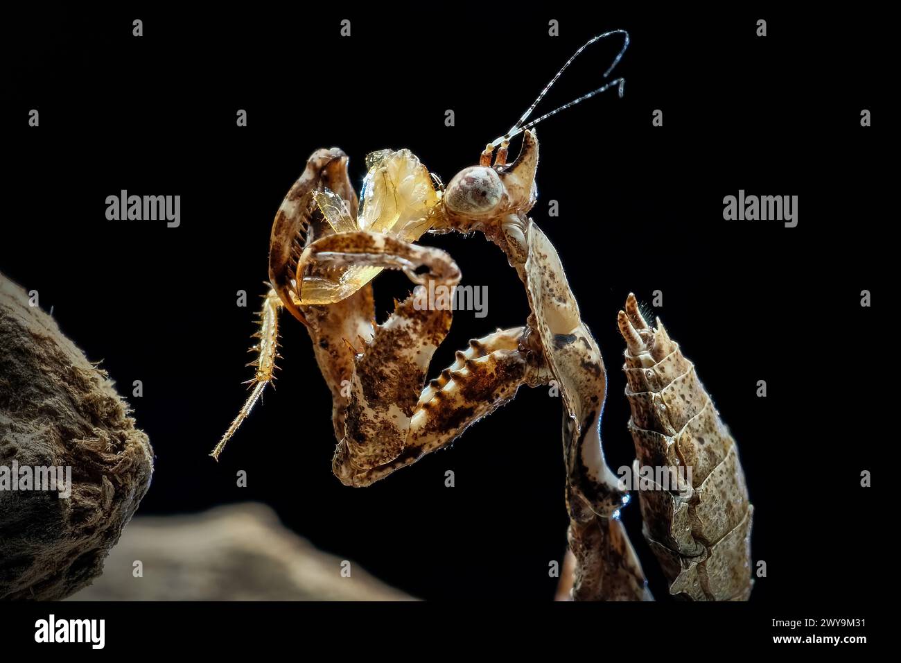 dead leaf mantis deroplatys lobata Stock Photo - Alamy
