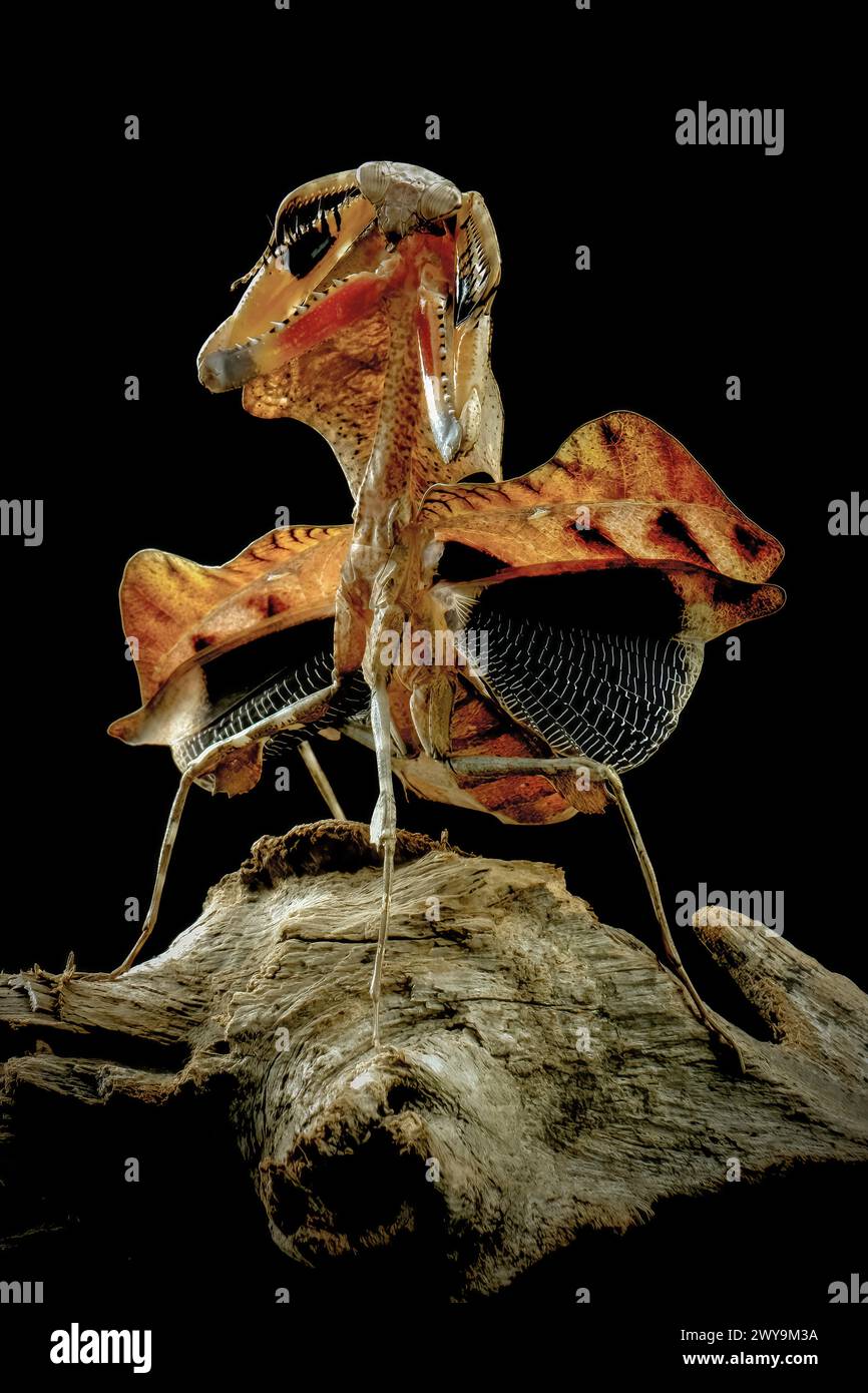 Dead leaf mantis camouflage hi-res stock photography and images - Alamy