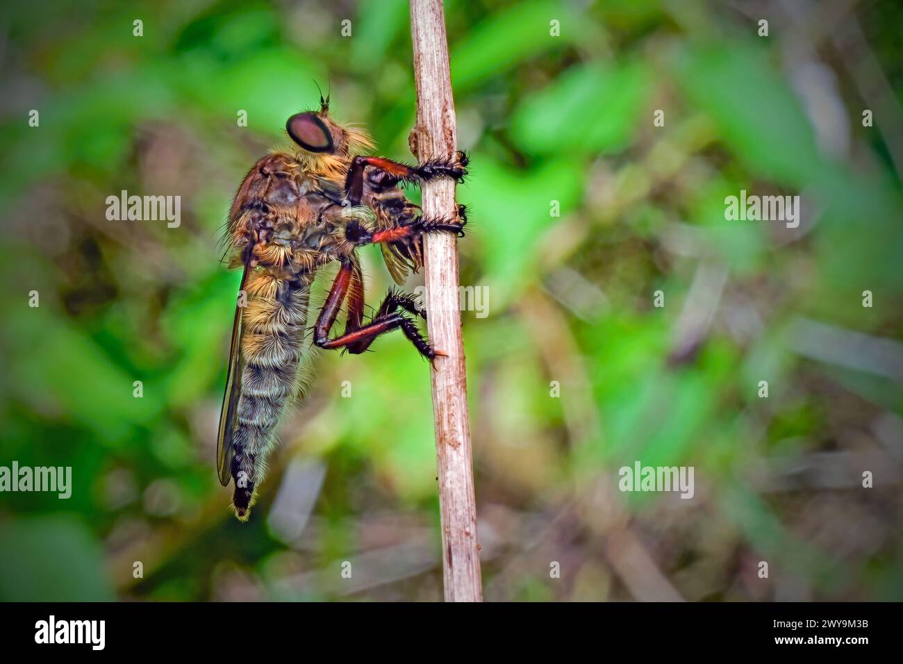 Robber fly ( Asilidae ) on the branch Stock Photo - Alamy