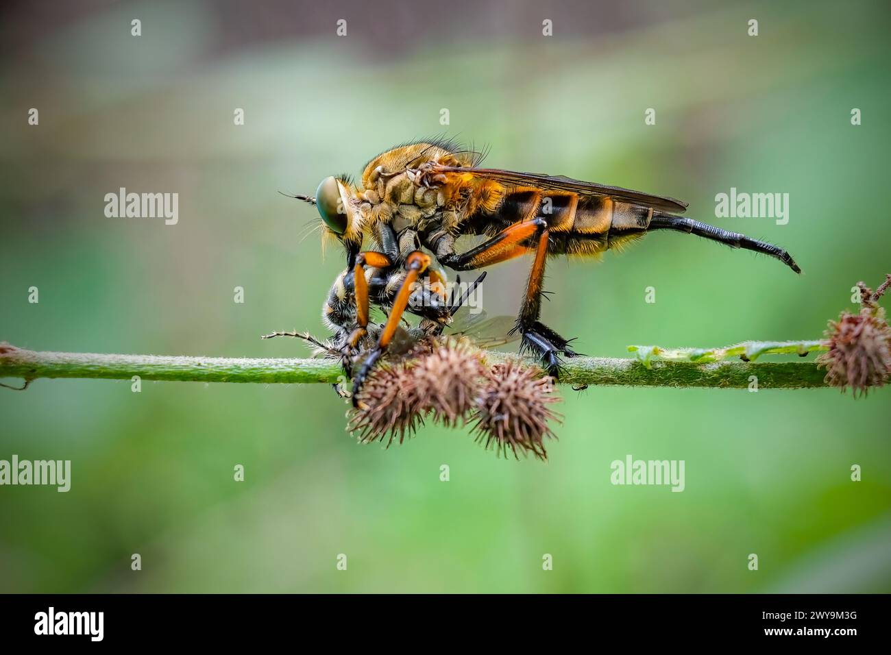 Robber fly ( Asilidae ) on the branch Stock Photo - Alamy