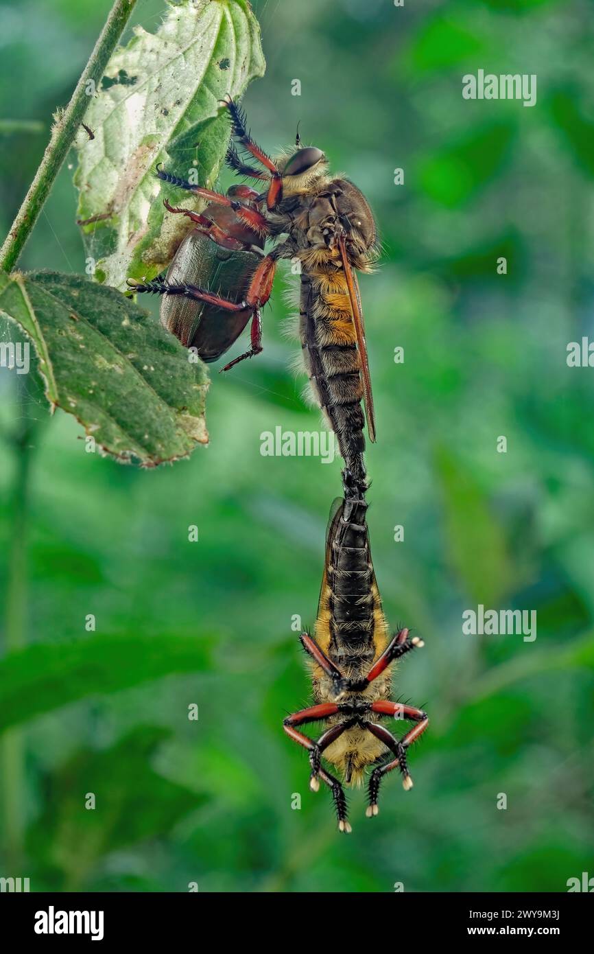 Robber fly ( Asilidae ) on the branch Stock Photo - Alamy