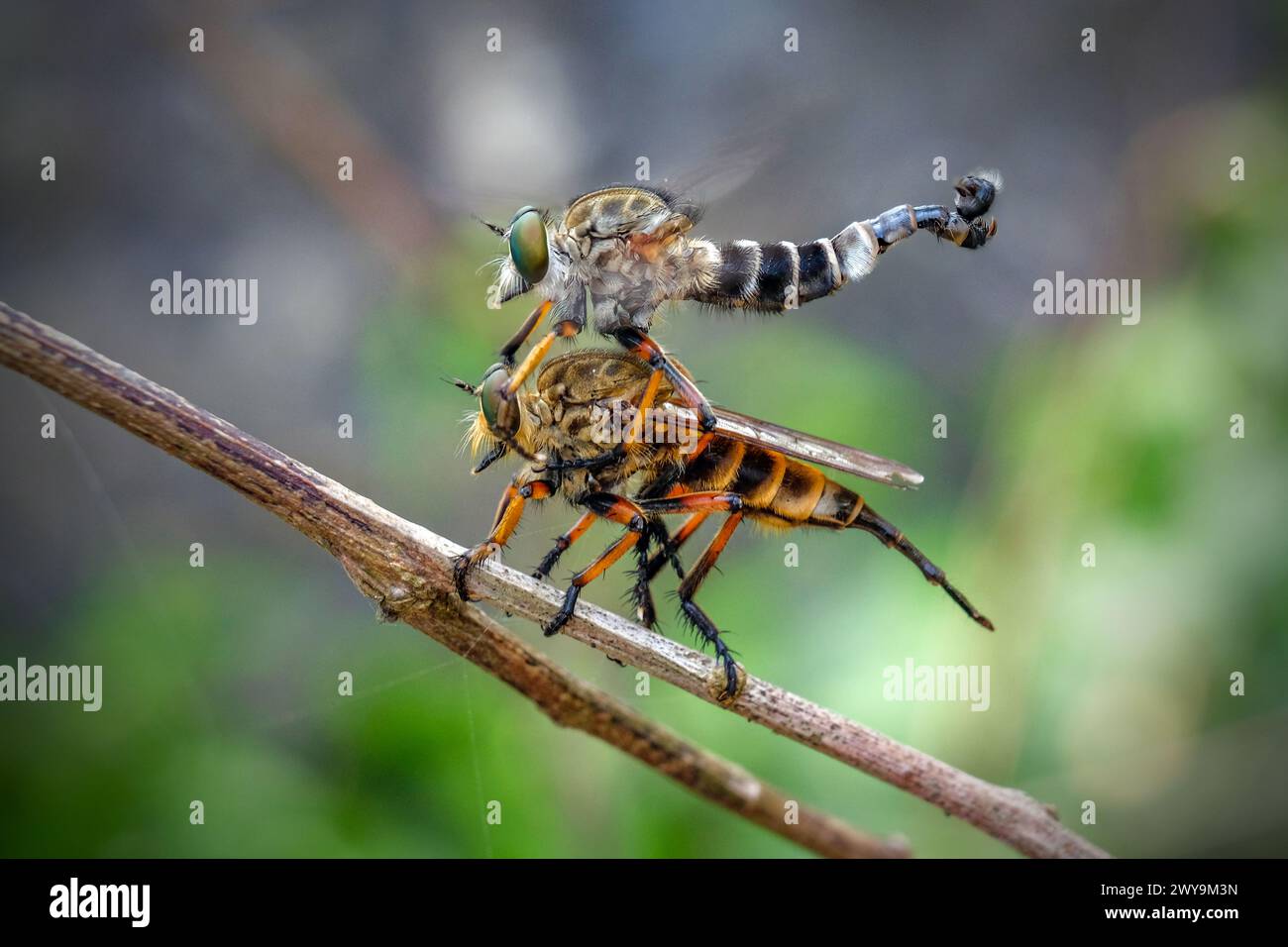 Robber fly ( Asilidae ) on the branch Stock Photo - Alamy