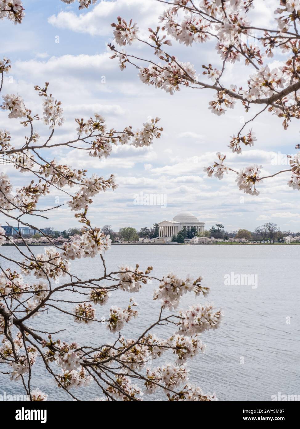 Jefferson Memorial framed by cherry blossoms on spring day in W Stock ...