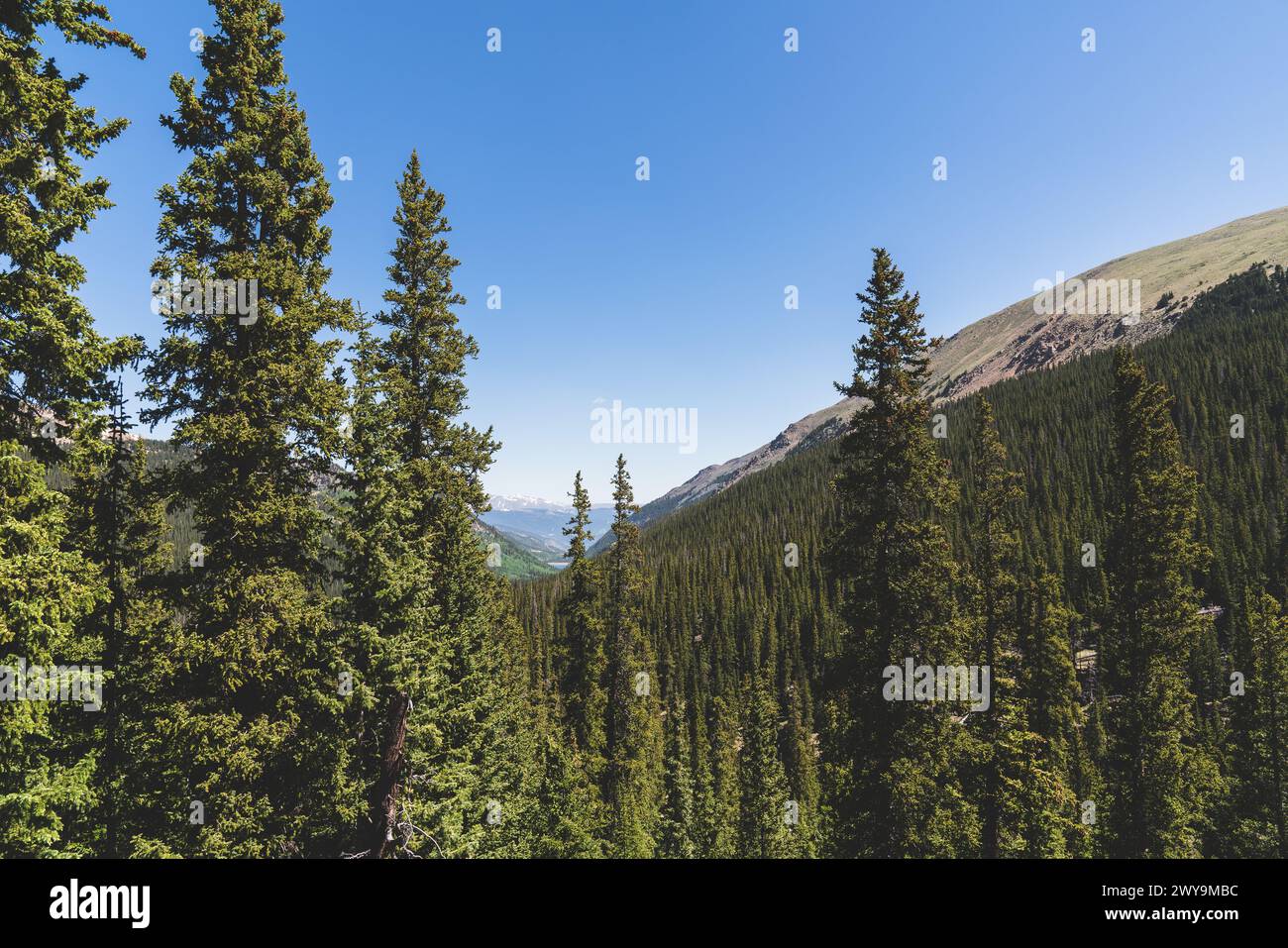 Mountain view through pine trees hi-res stock photography and images ...