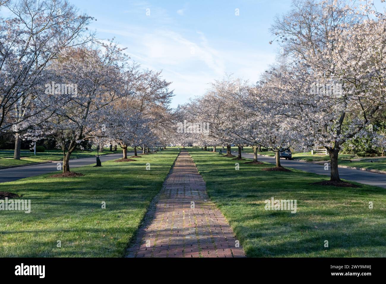 Cherry Blossom Trees in the Windsor Farms section of Richmond Stock ...