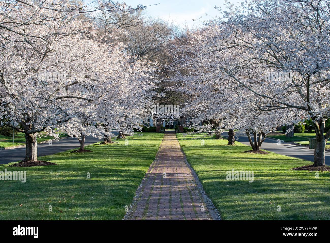 Cherry Blossom Trees in the Windsor Farms section of Richmond Stock ...