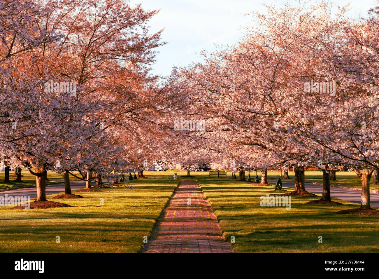 Cherry Blossom Trees in the Windsor Farms section of Richmond Stock ...
