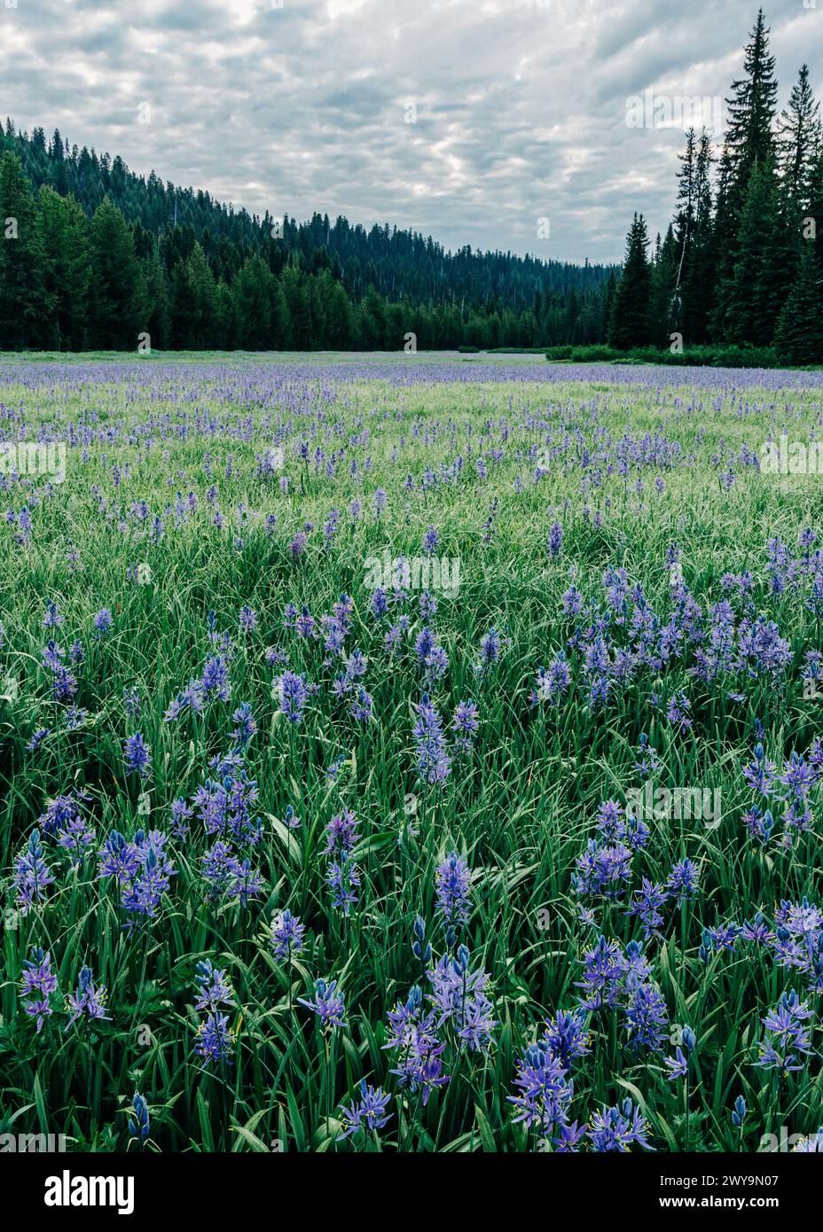 Blue camas wildflower bloom at Packer Meadows in Lolo, Montana Stock ...