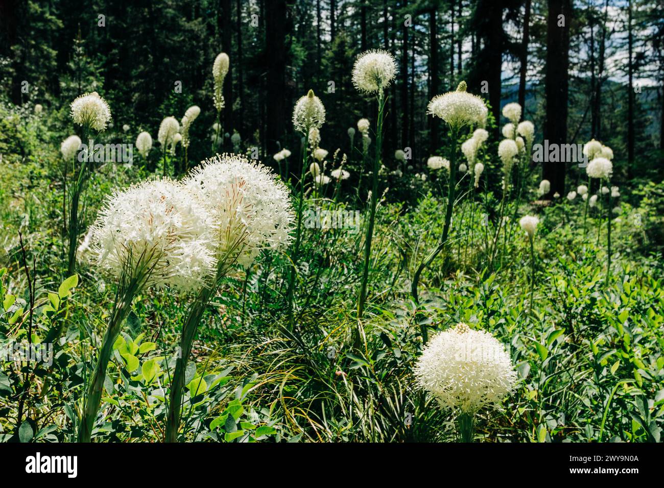 Beargrass wildflowers hi-res stock photography and images - Alamy