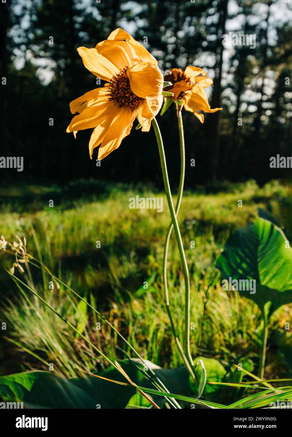 Two yellow arrowleaf balsamroot blooms backlit with dark background ...