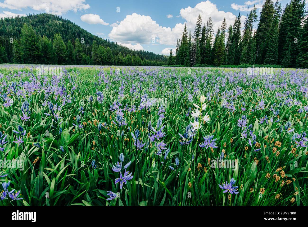 Beautiful blue camas bloom at Packer Meadows in Lolo, Montana Stock ...