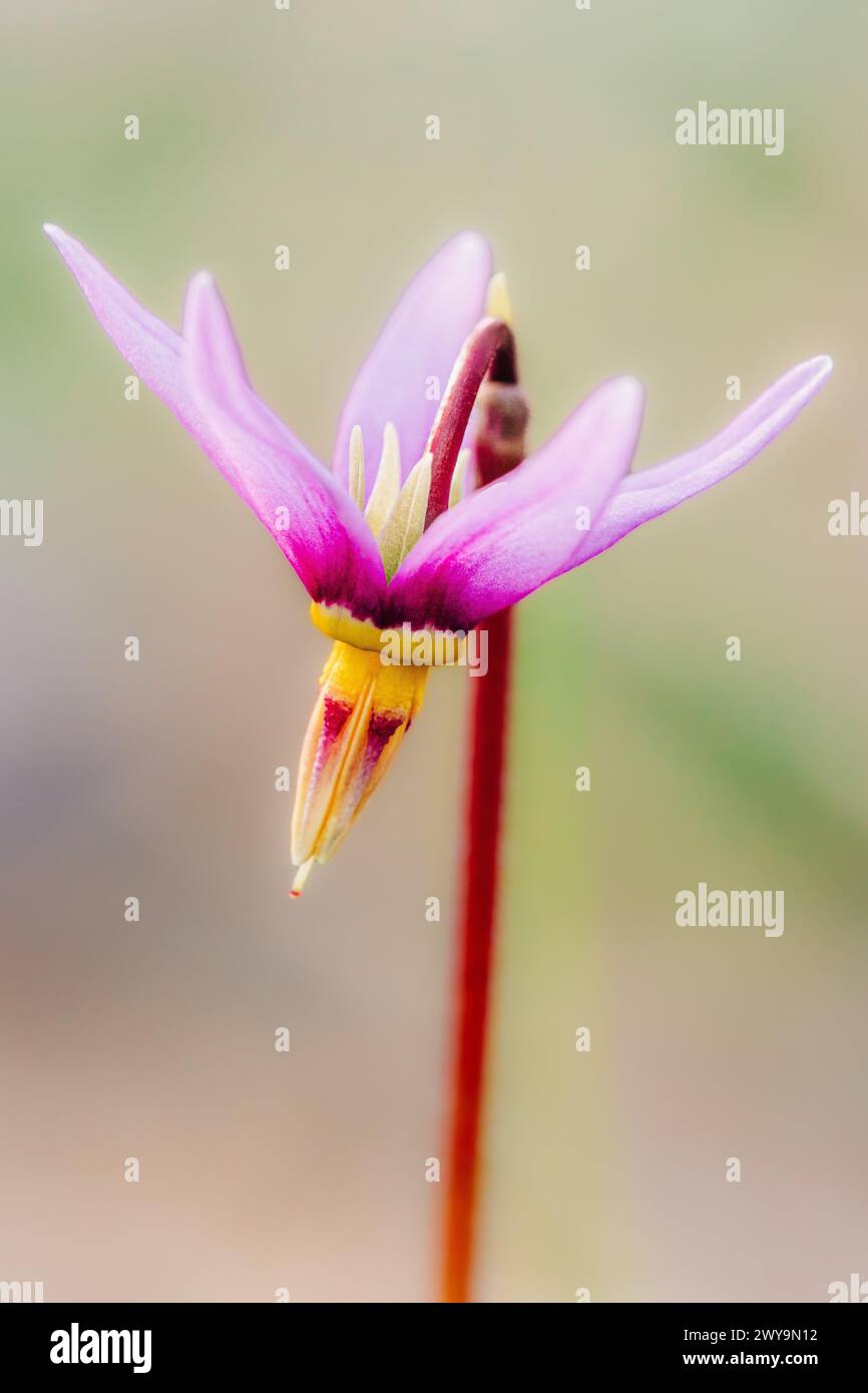 Western shooting star hi-res stock photography and images - Alamy