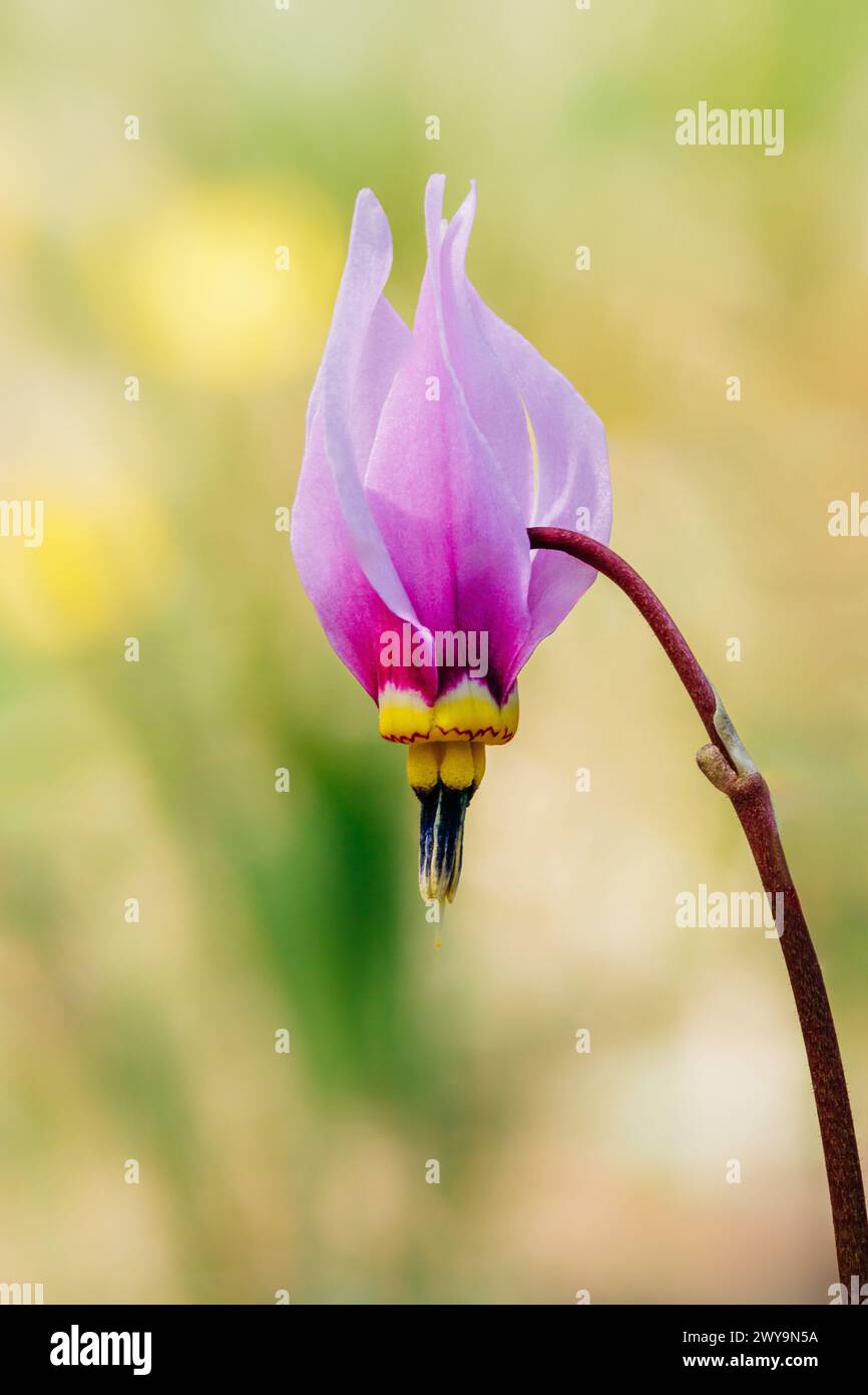 Magenta shooting star hi-res stock photography and images - Alamy