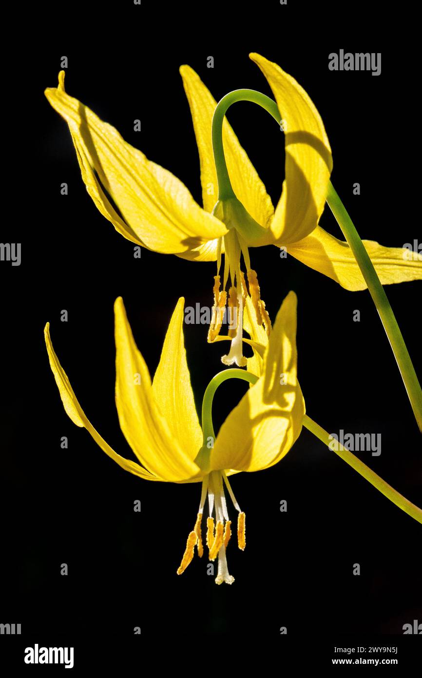 Low key dramatic shot of two yellow glacier lilies Stock Photo - Alamy
