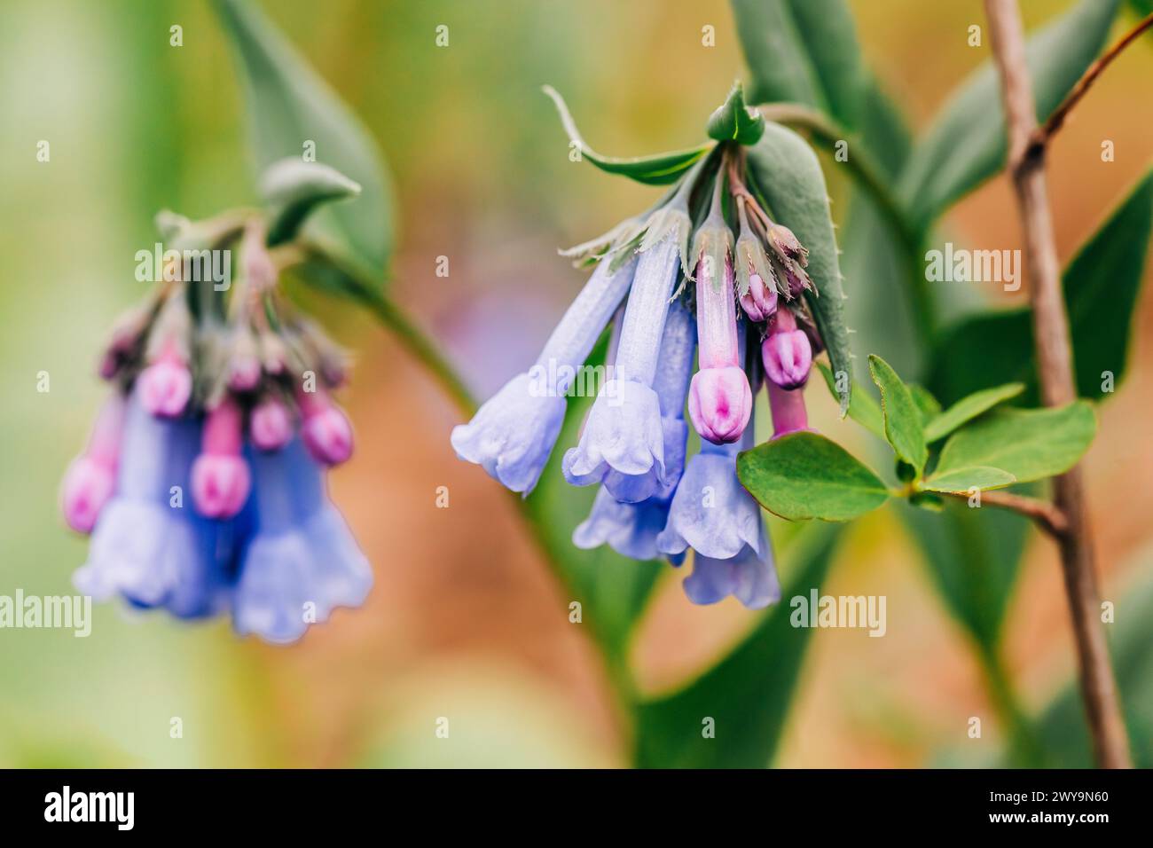 Clusters of blue bells hi-res stock photography and images - Alamy