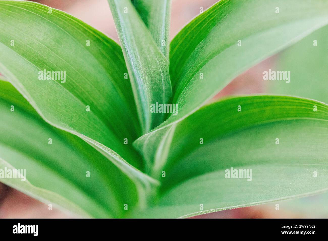 Early Spring growth of green leaves close up shot Stock Photo - Alamy
