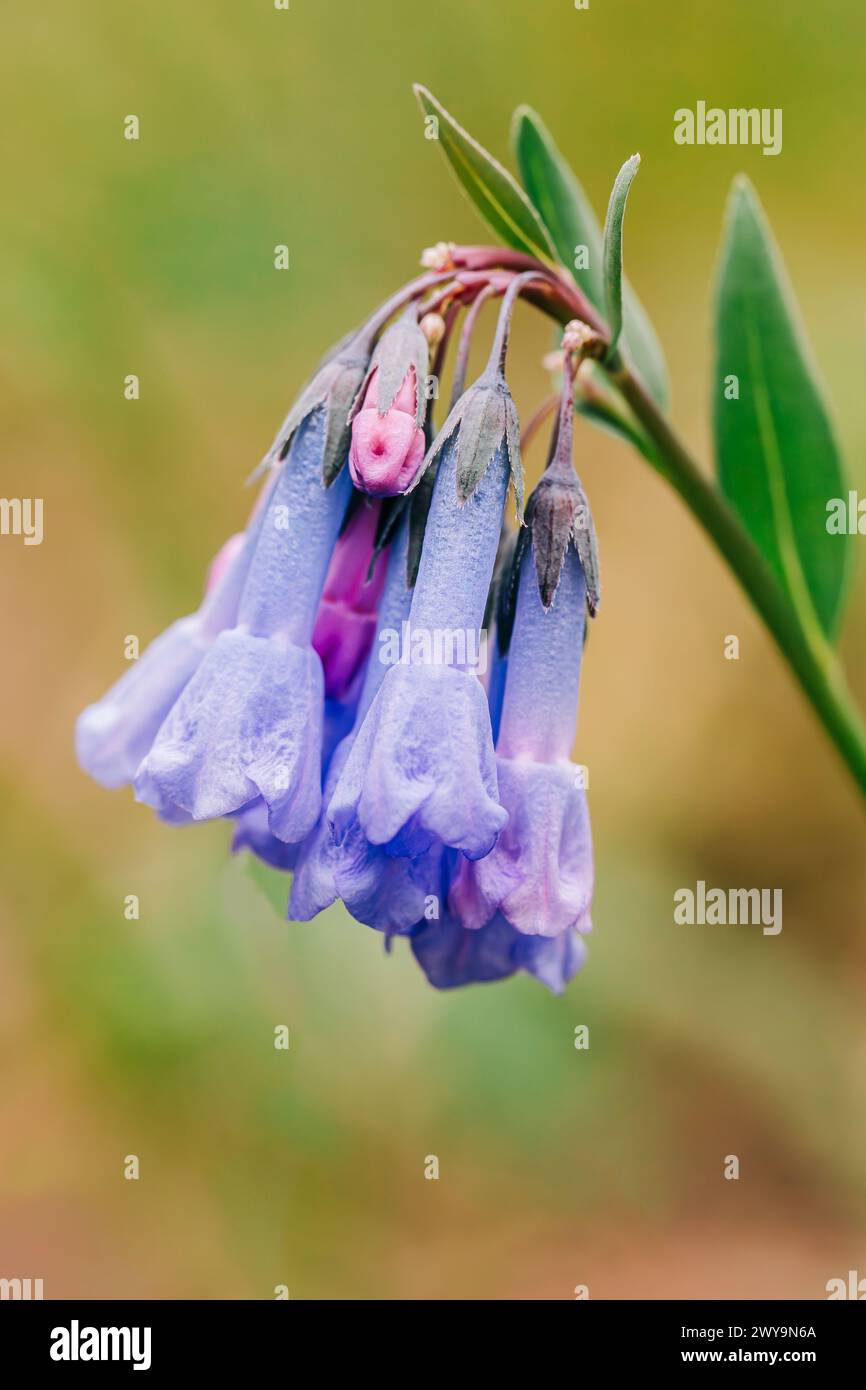 Alpine bluebells hi-res stock photography and images - Alamy