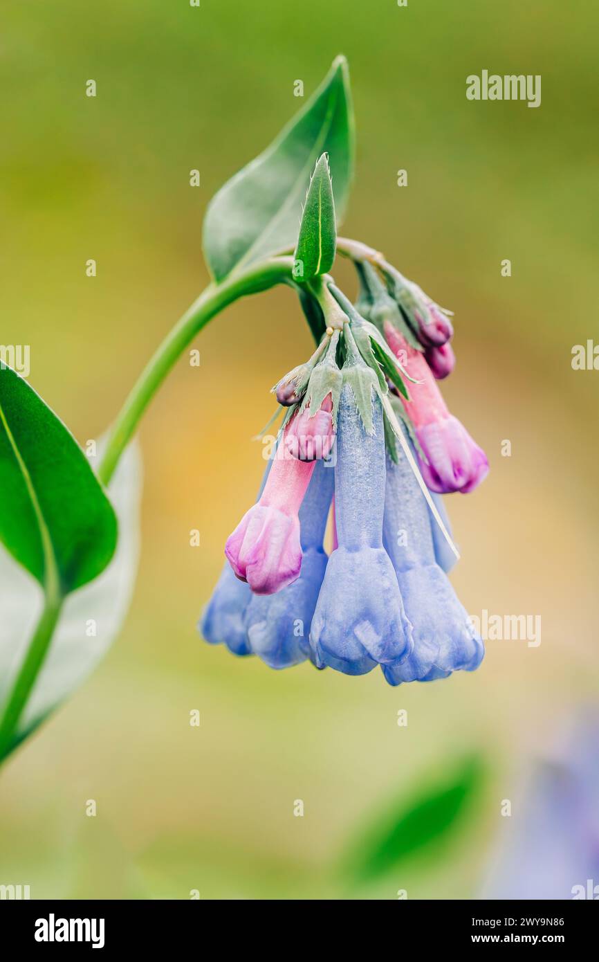 Macro shot of blue bell wildflowers in early Spring Stock Photo - Alamy