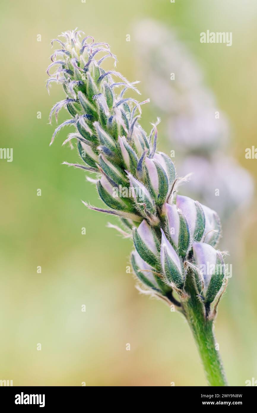 Selective focus shot wildflowers hi-res stock photography and images ...
