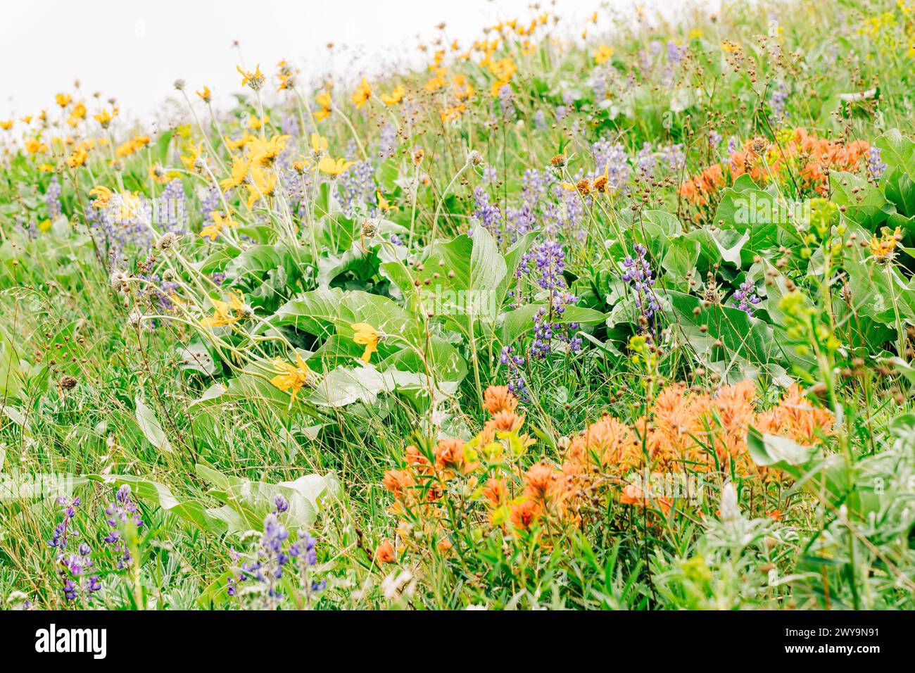 Western Montana hillside covered in wildflowers in Spring Stock Photo ...