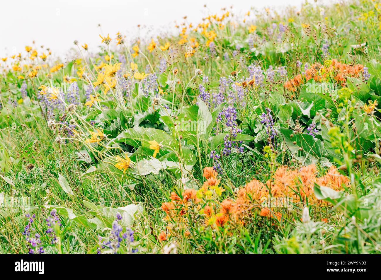 Western Montana hillside covered in wildflowers in Spring Stock Photo ...