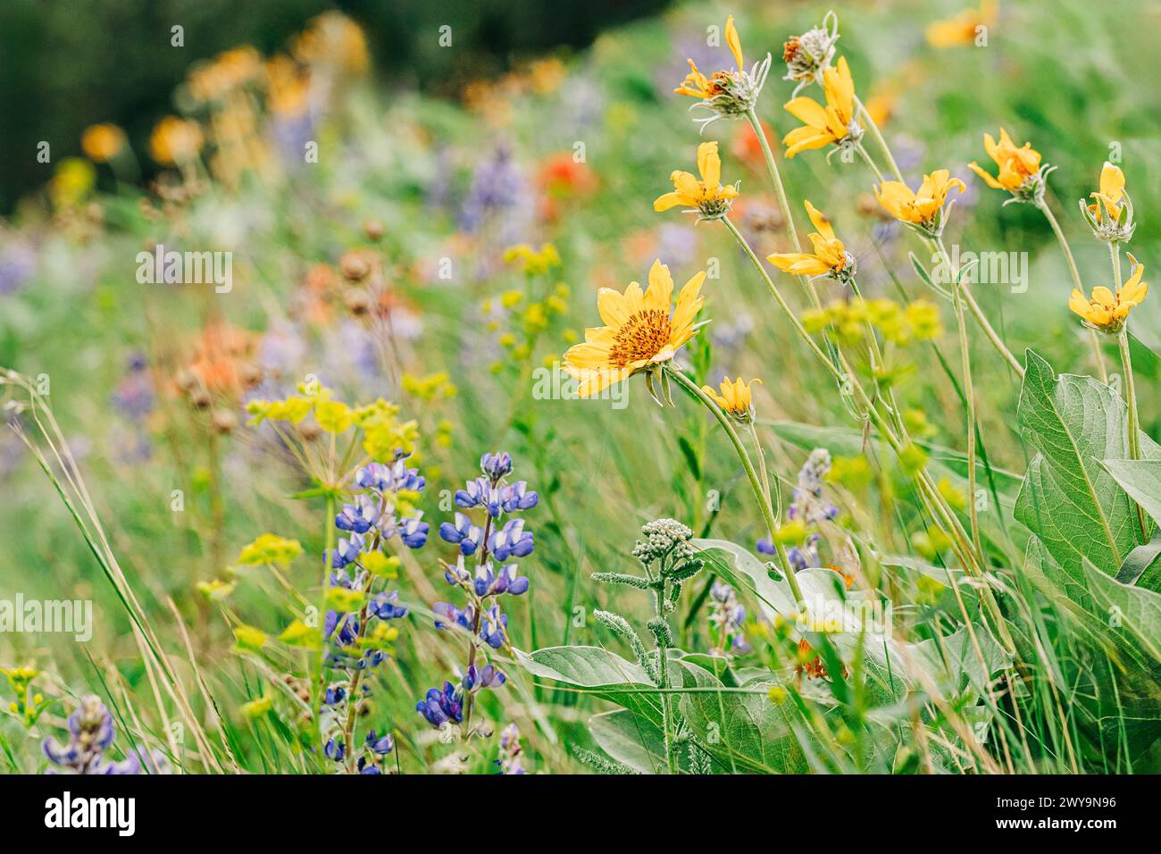 Western Montana hillside covered in wildflowers in Spring Stock Photo ...